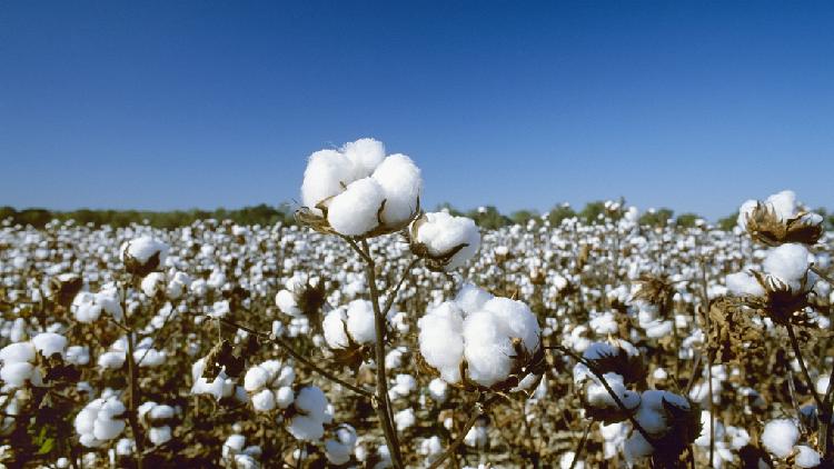 Chinese researchers breed new cotton variety to reduce pollution - CGTN
