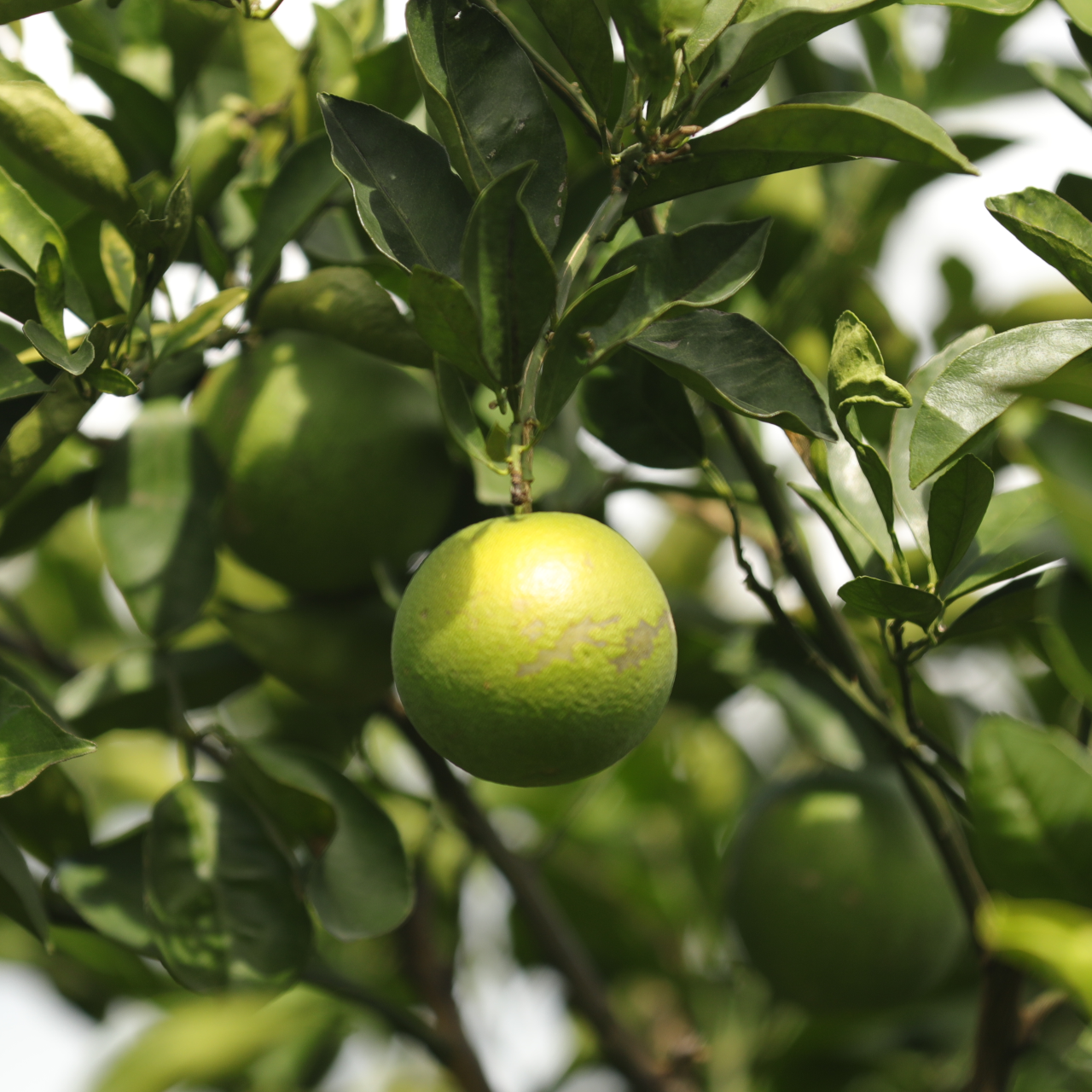 Yuanjiang County: A tropical fruit kingdom - CGTN
