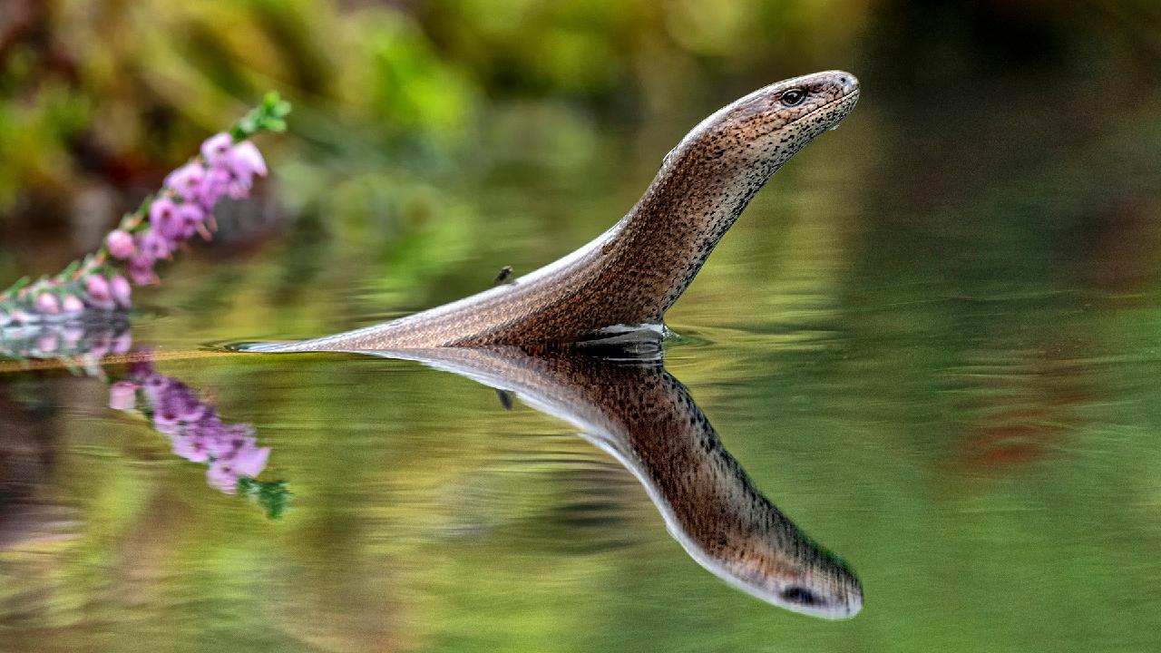 Mini Loch Ness Monster: A slow worm in Scotland - CGTN