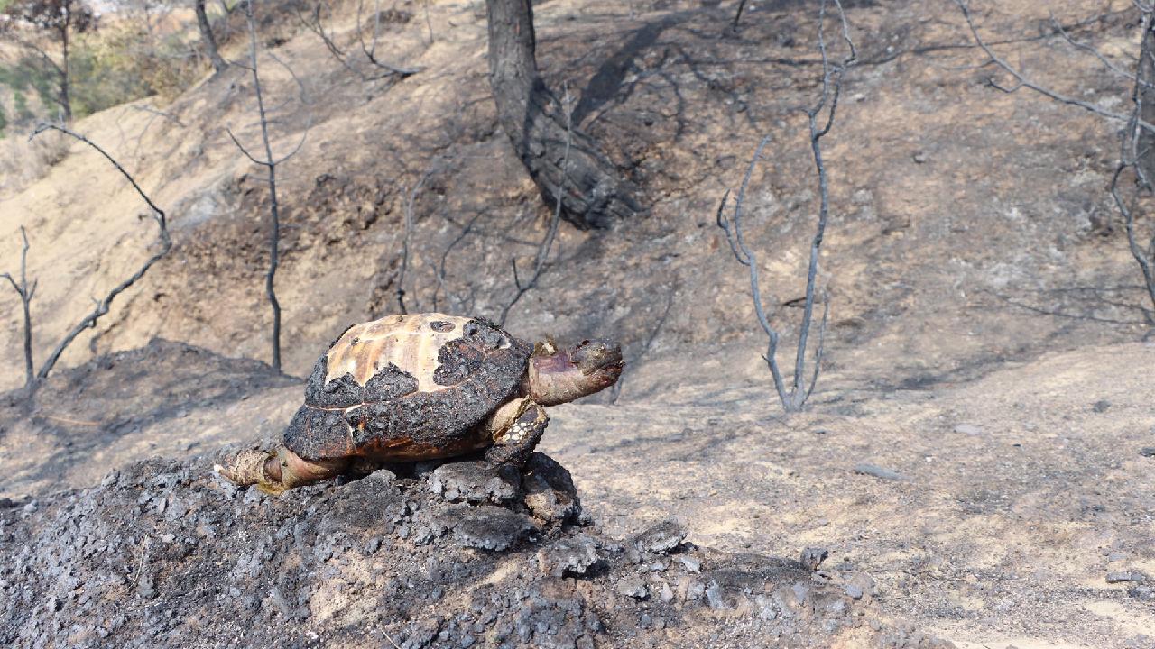 Turtle burned alive in fire in southern Turkey - CGTN