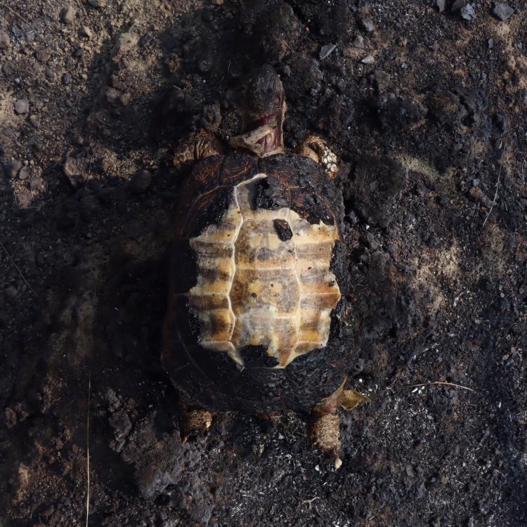 Turtle burned alive in fire in southern Turkey - CGTN