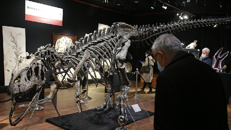 Remains of the day: Dinosaur skeleton fetches 3 million euros - CGTN