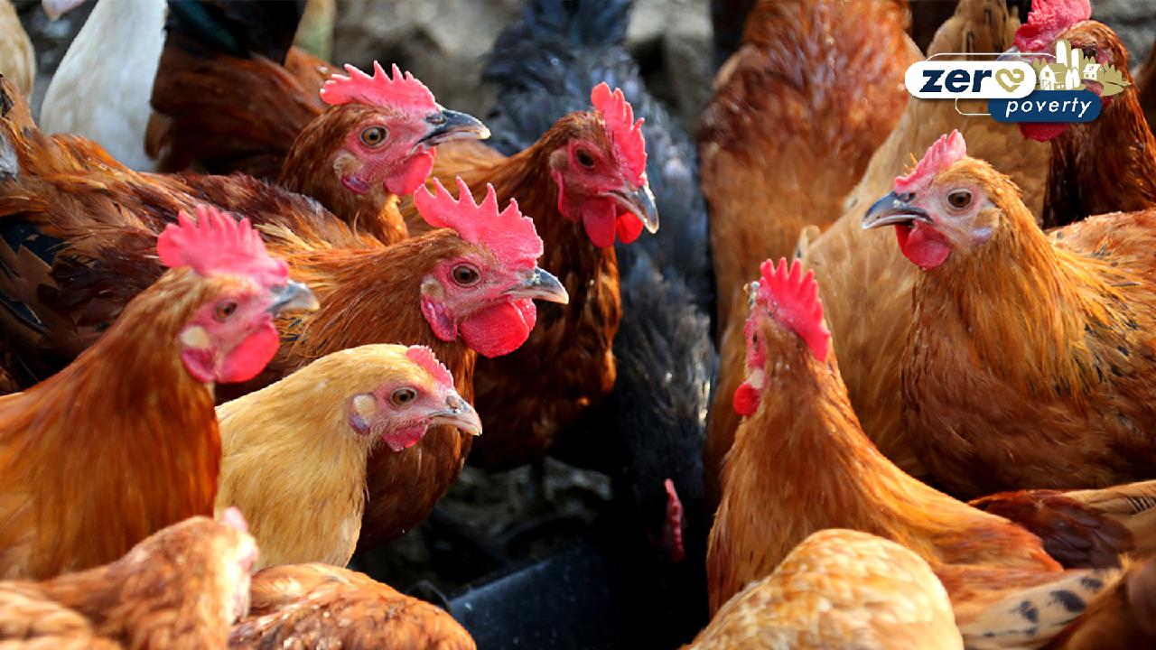 Live: Chicken business boosts villagers' income in NE China's Yixian - CGTN