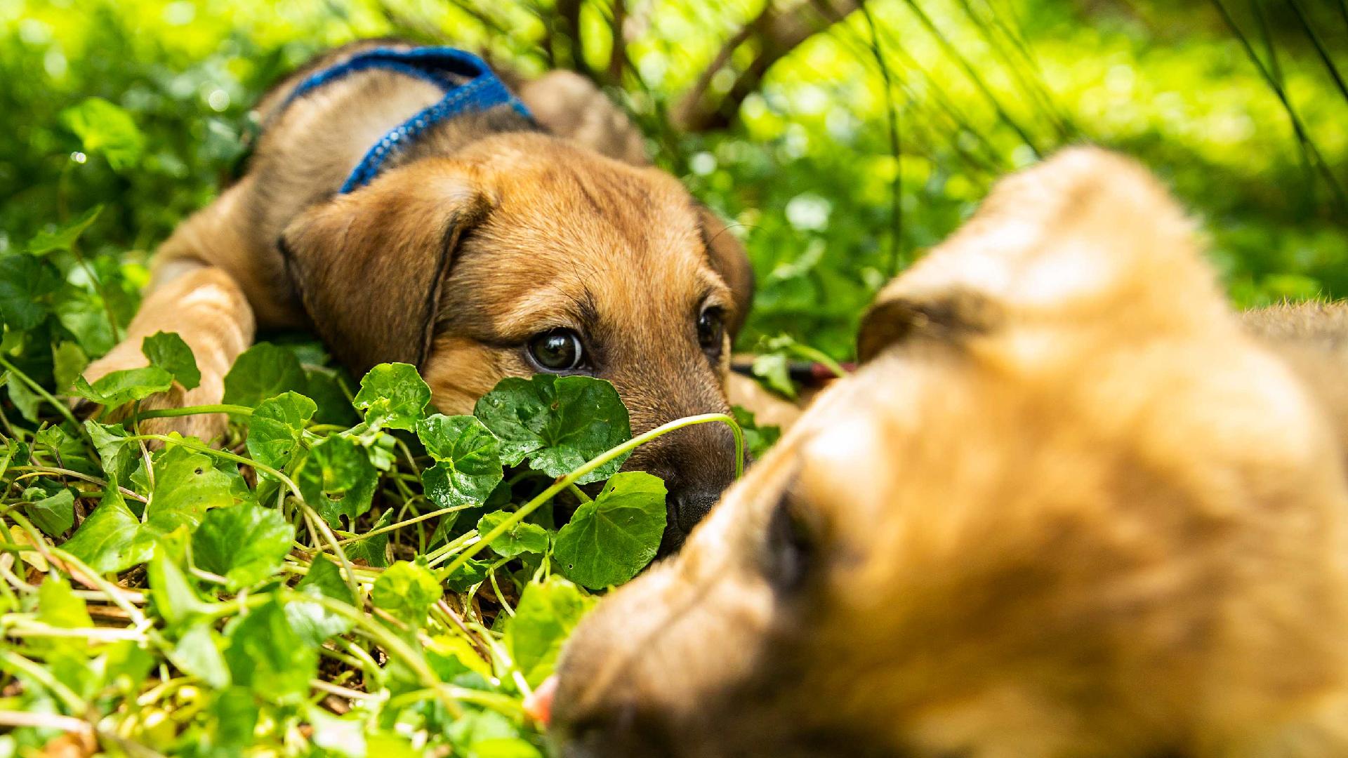 Local authorities vow to crush illegal puppy farms in Australia - CGTN