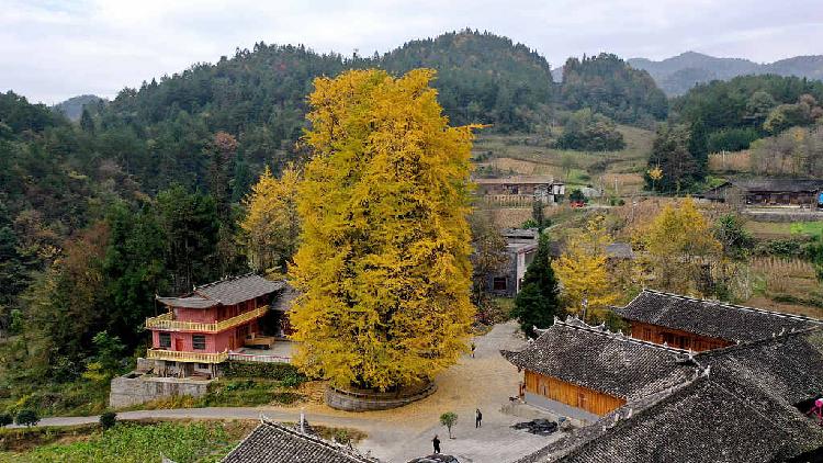 1,500-year-old ginkgo tree attracts visitors in central China - CGTN