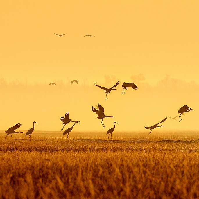 Live: Viewing the migratory birds in China's Jilin - CGTN