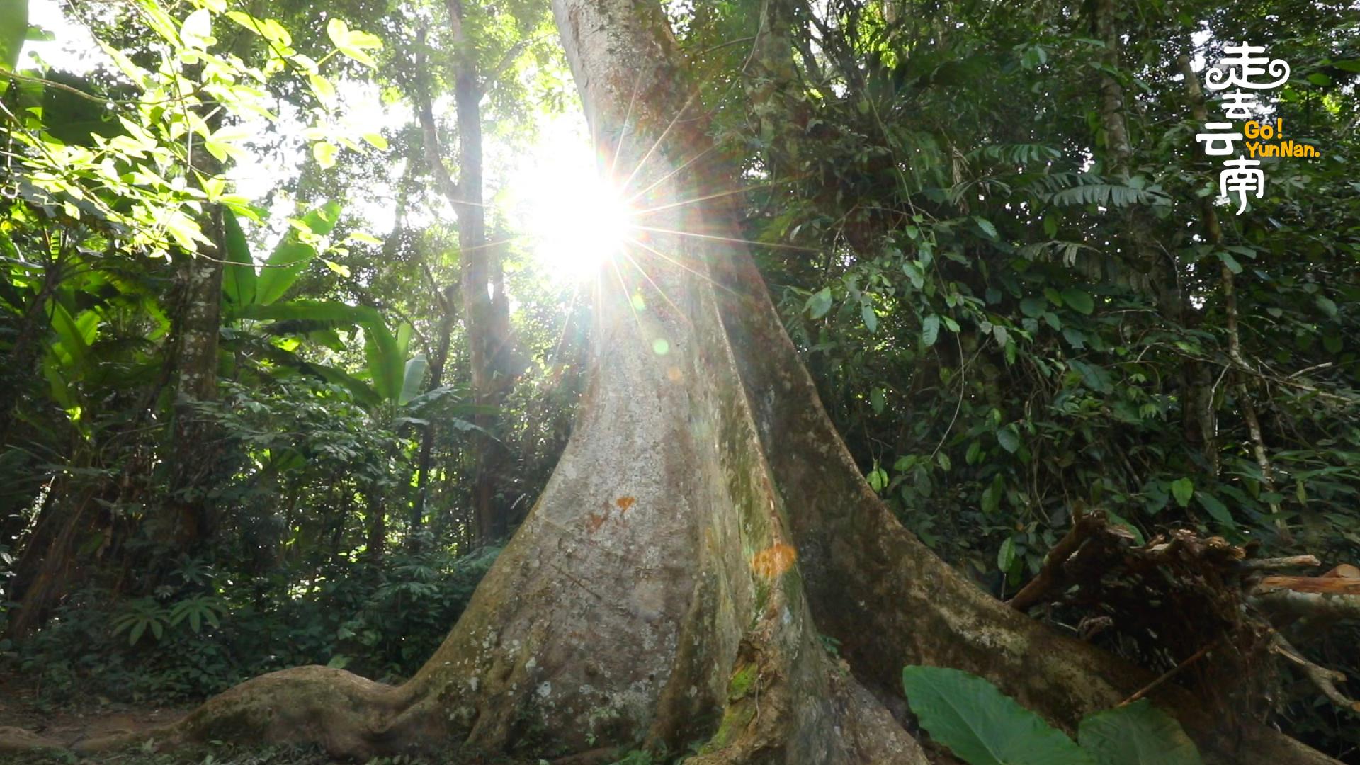 Trekking in the mysterious rainforest in SW China's Xishuangbanna - CGTN