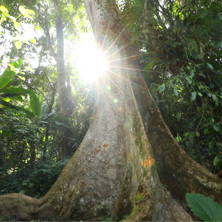 Trekking in the mysterious rainforest in SW China's Xishuangbanna - CGTN