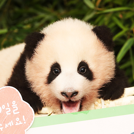 Show of K-pop group dropped amid anger over panda mishandling - CGTN