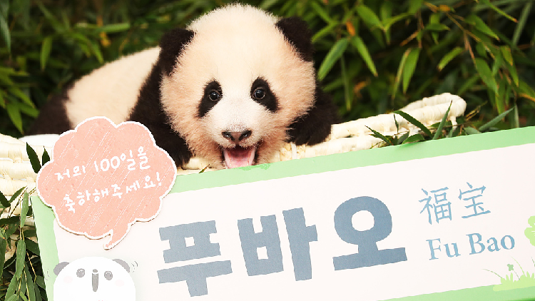 Show of K-pop group dropped amid anger over panda mishandling - CGTN