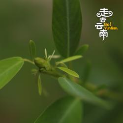 How to make the dancing plant 'dance' - CGTN