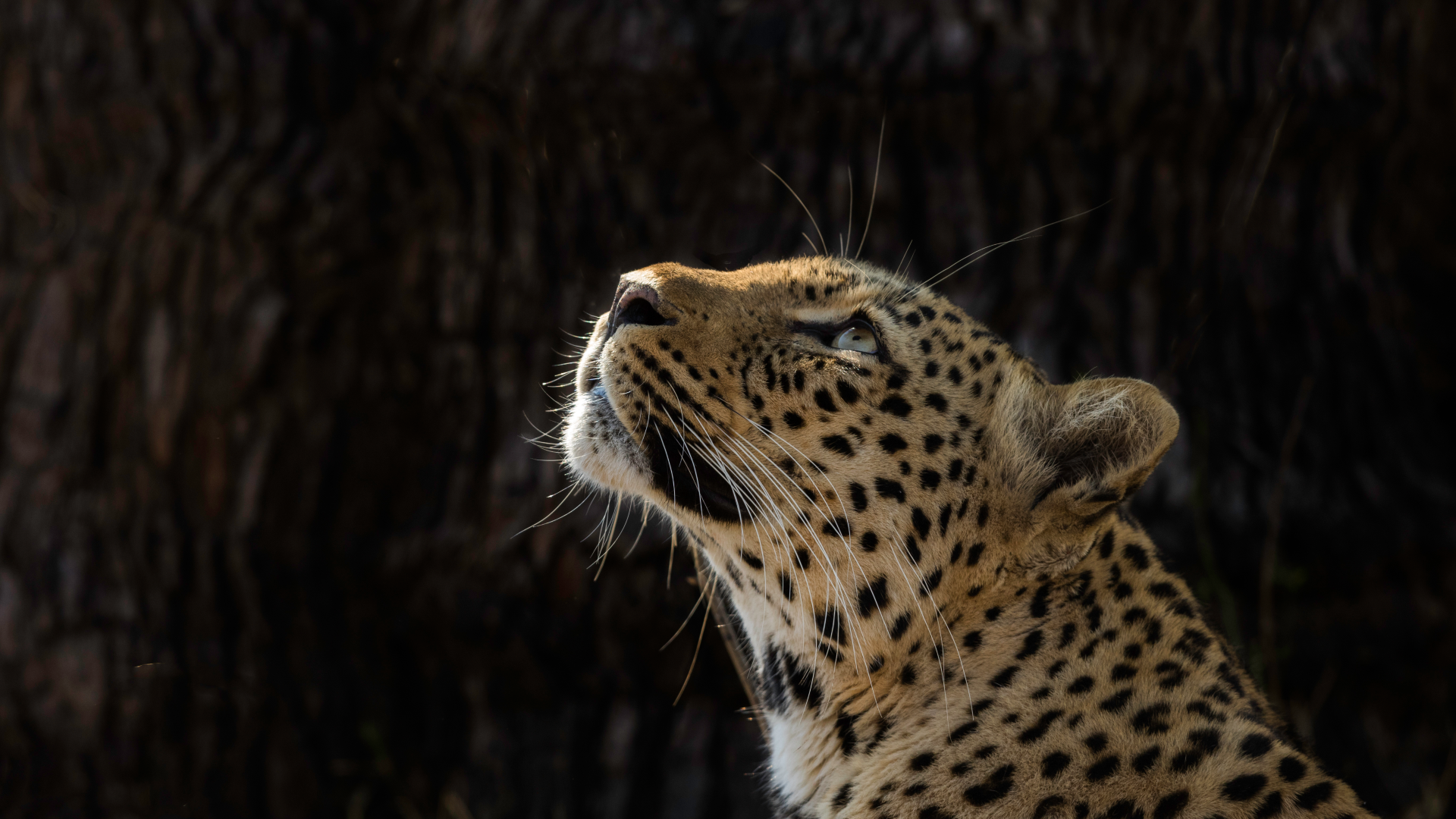 A glimpse into the daily lives of wildlife in Sichuan Province - CGTN