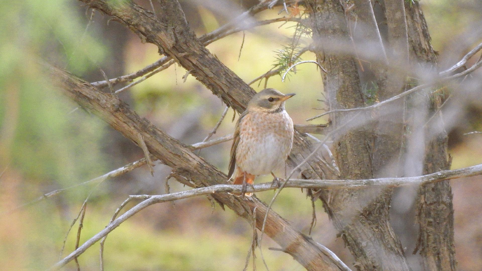 Naumann's thrush: A strongly migratory bird - CGTN