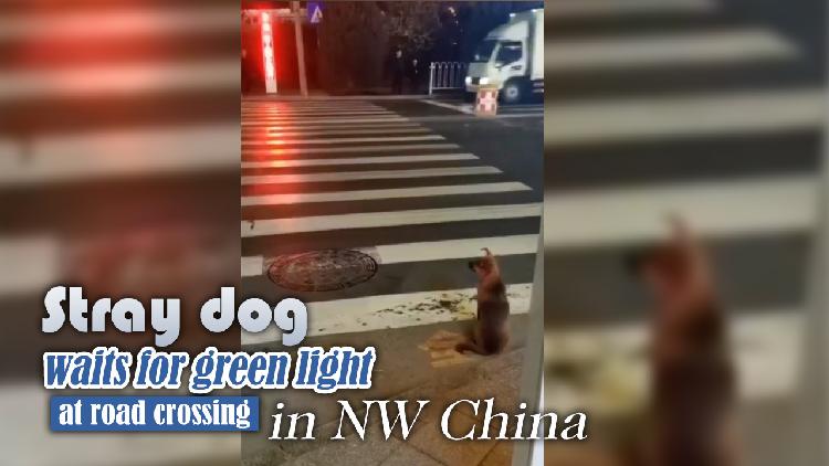 Stray dog waits for green light at road crossing in NW China - CGTN