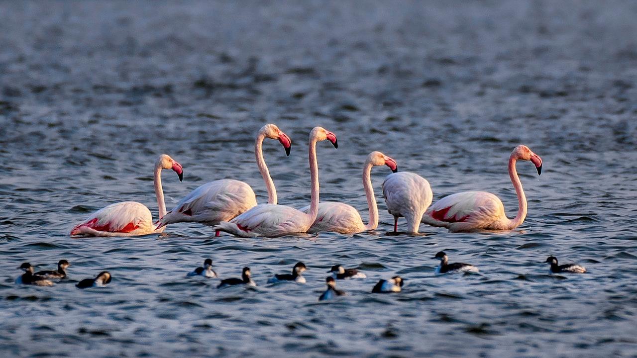 Flamingos migrate to north China for sixth consecutive year - CGTN