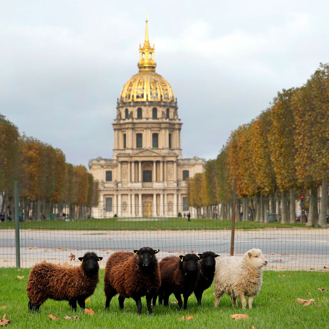 Bahhhh! Paris uses sheep as eco-friendly lawn mowers - CGTN