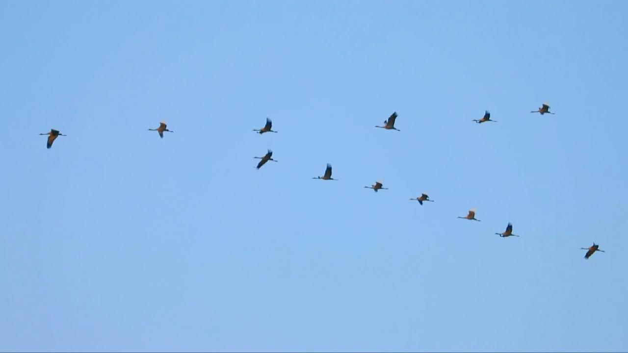 Flocks of migratory birds seen at Bosten Lake in NW China - CGTN