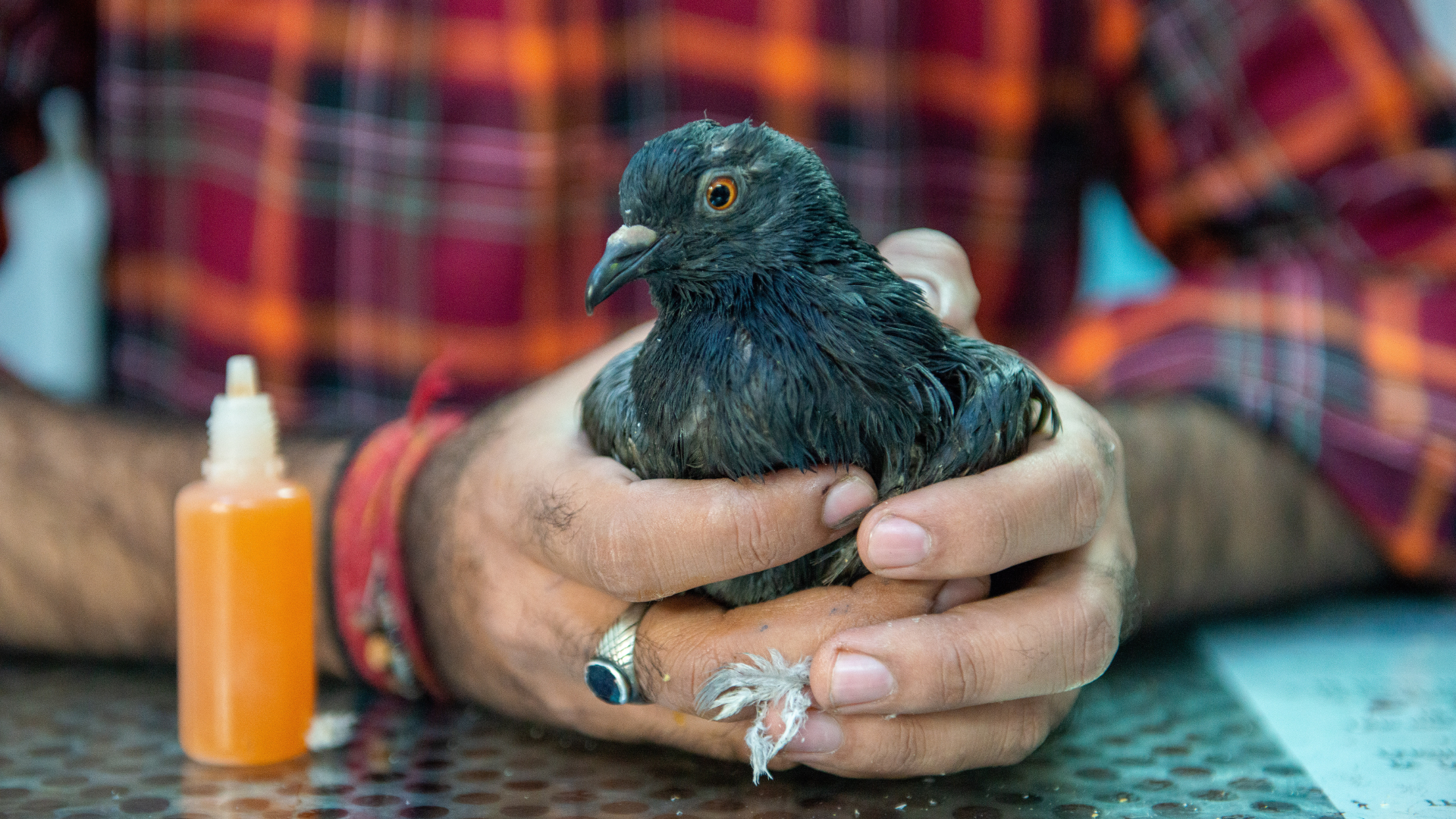 Birds suffer from smog in Delhi, so veterinarians offer help - CGTN