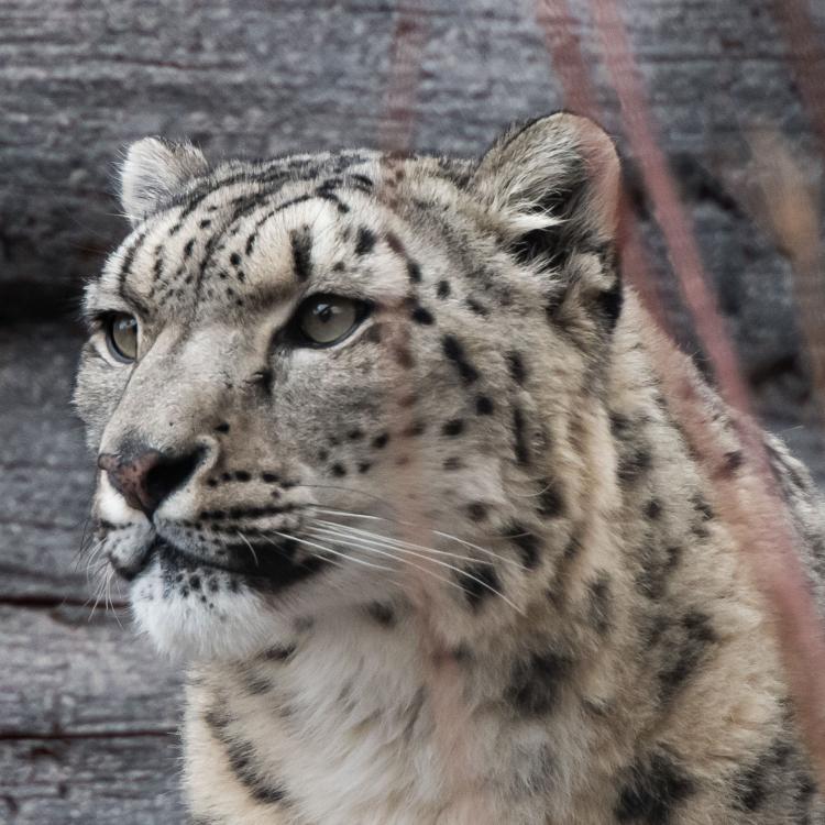 Snow leopard spotted on Genie Holy Mountain for the first time - CGTN
