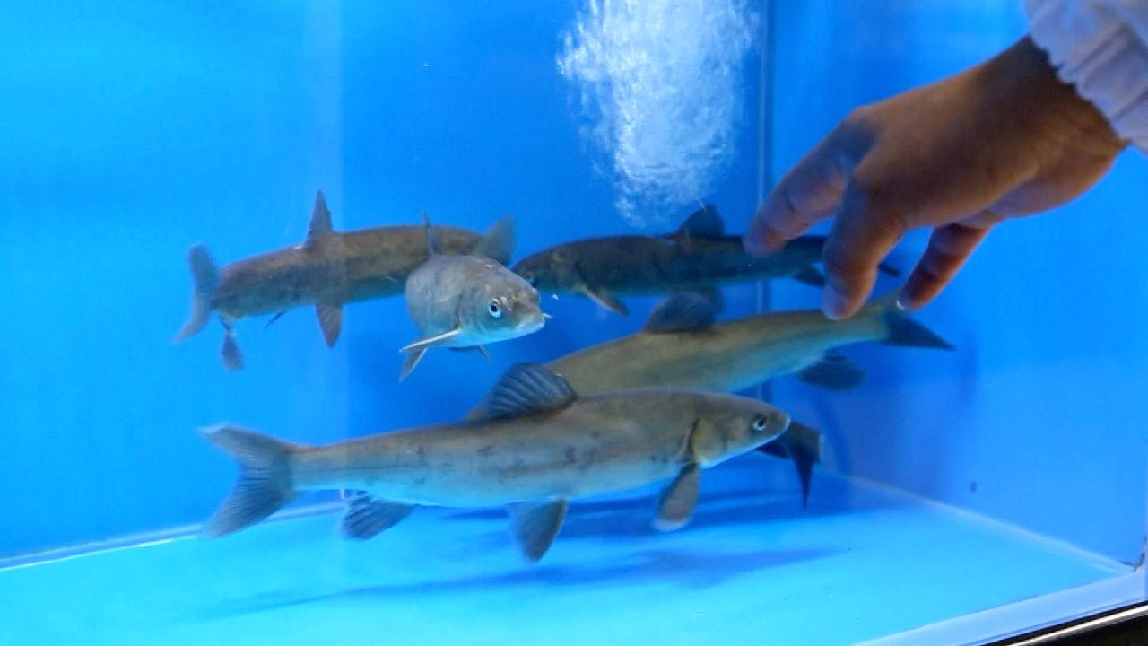 Unique evolution detected in fish species on Qinghai-Tibet Plateau - CGTN