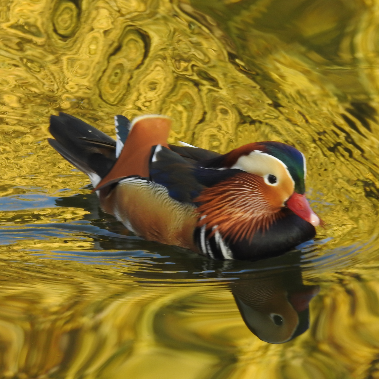 City of Wild: Mandarin ducks enjoy winter in Beijing - CGTN