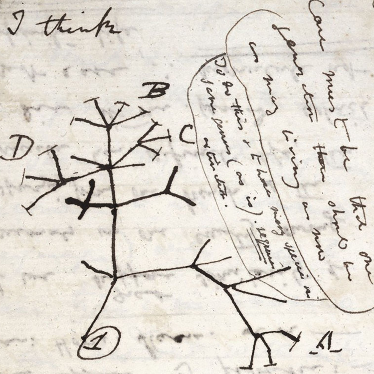 Charles Darwin's manuscripts on evolution stolen from UK library - CGTN