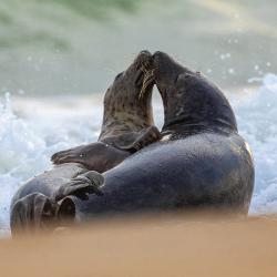 Sealed with a kiss: Two seals appear to smooch on a beach in England - CGTN
