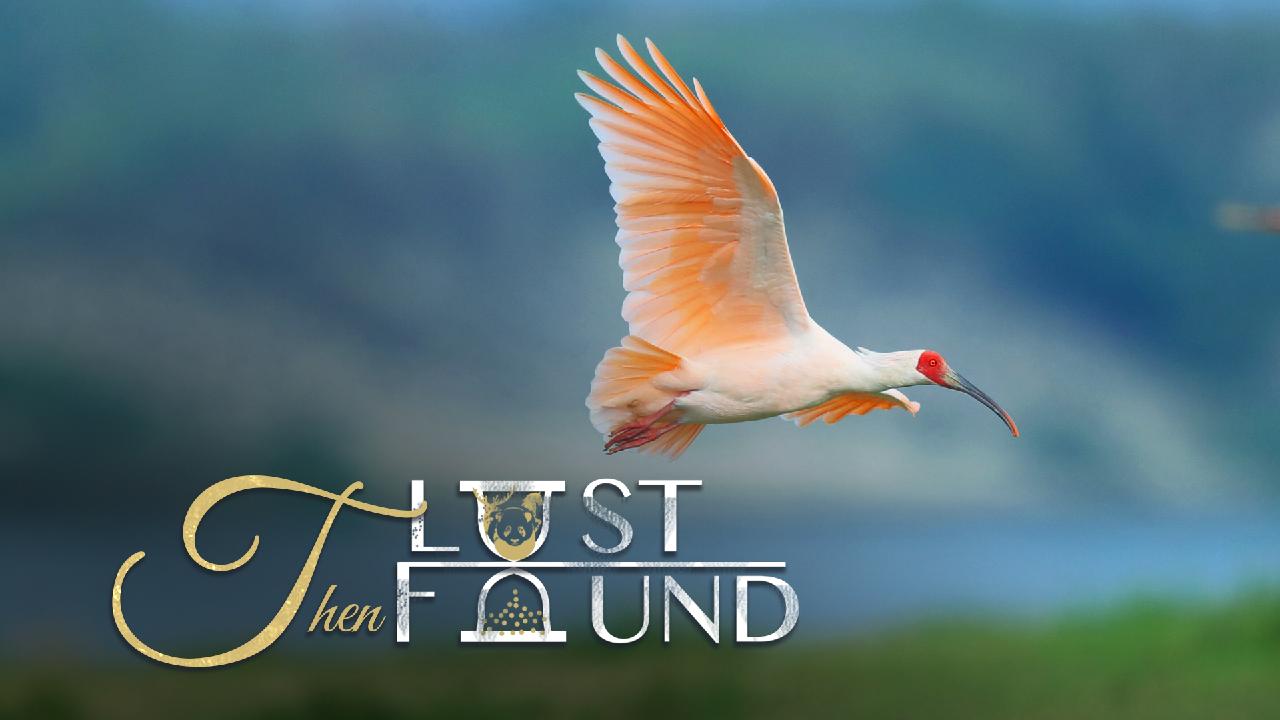 Crested ibis are again thriving in the wild - CGTN
