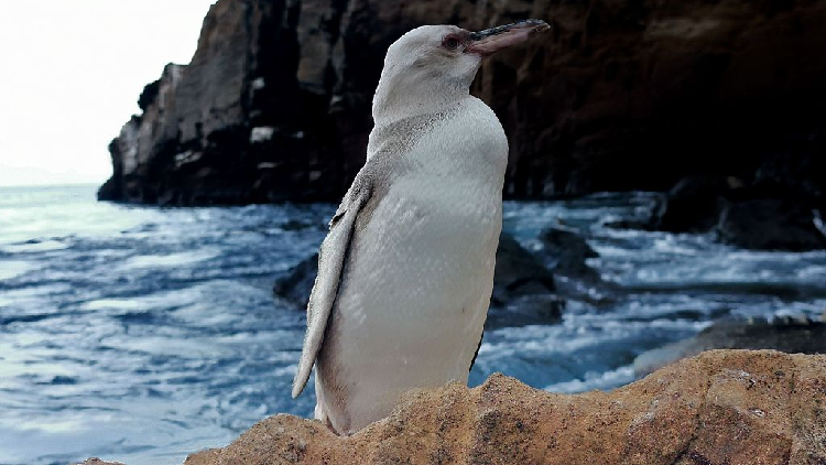 Rare white Galapagos penguin captured on camera in Ecuador - CGTN