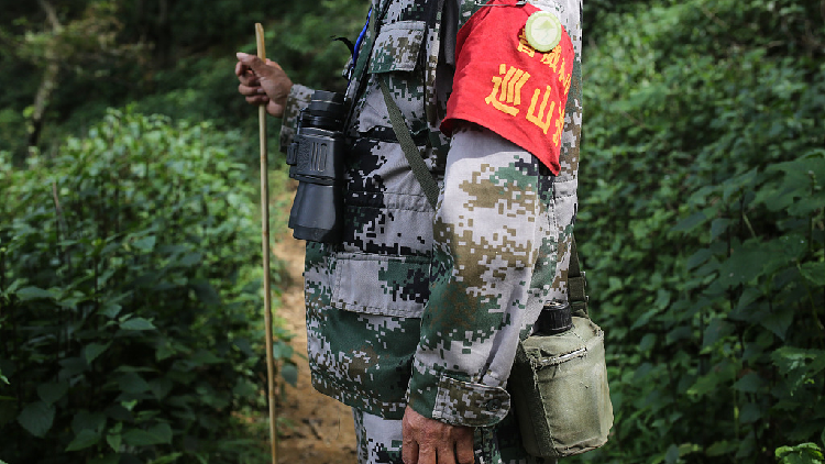 China hires 1.1 mln impoverished people as forest rangers: officials - CGTN