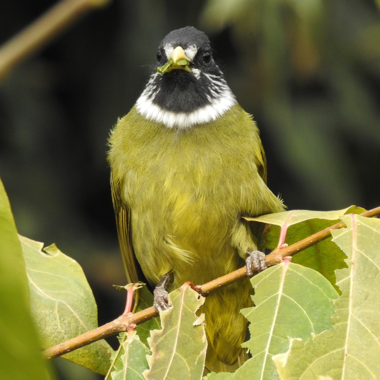 City of Wild: Pretty olive-green collared finchbills in Beijing - CGTN