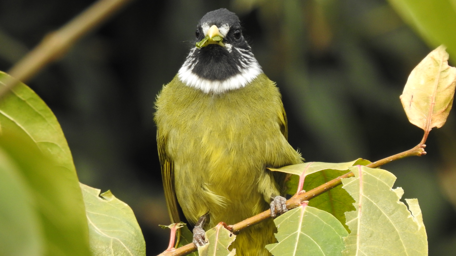 City of Wild: Pretty olive-green collared finchbills in Beijing - CGTN