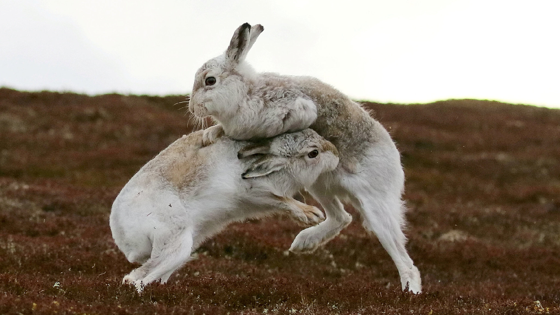 The intense boxing game between two hares - CGTN