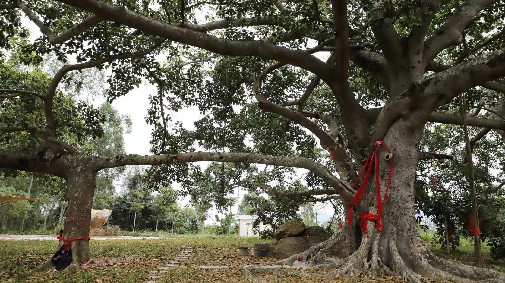 Six connected banyan trees in China's Hainan Province - CGTN