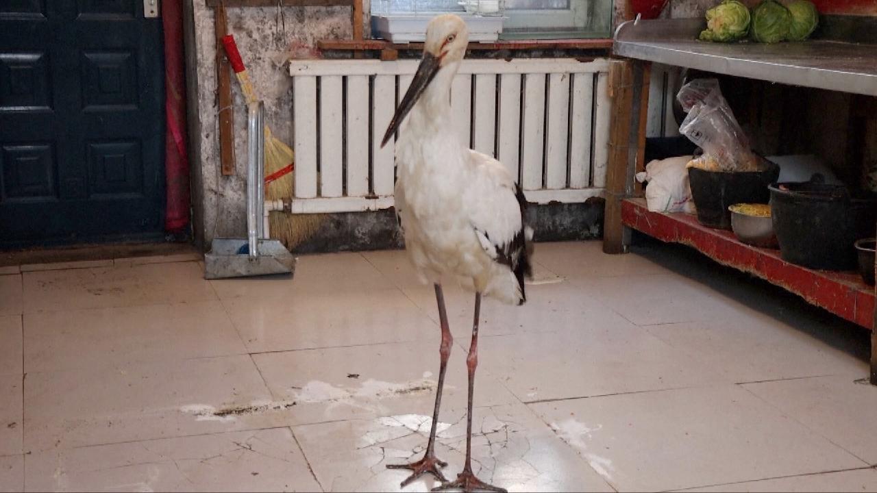 Injured oriental white stork recovers at NE China's rescue center - CGTN