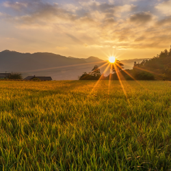 China discovers earliest and largest rice paddy fields in the world - CGTN