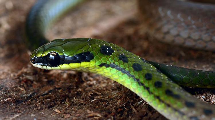 Rare species found by expedition team at Bolivia's Zongo Valley - CGTN