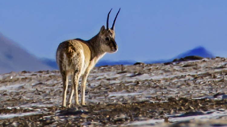 Several Tibetan antelopes spotted in SW China - CGTN