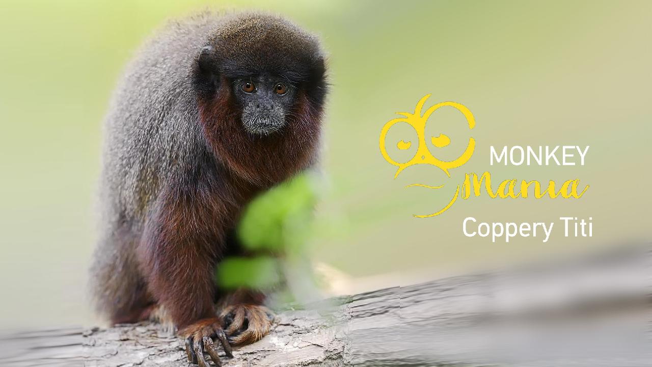Monkey Mania: Life partners and caring parents among monkeys - CGTN