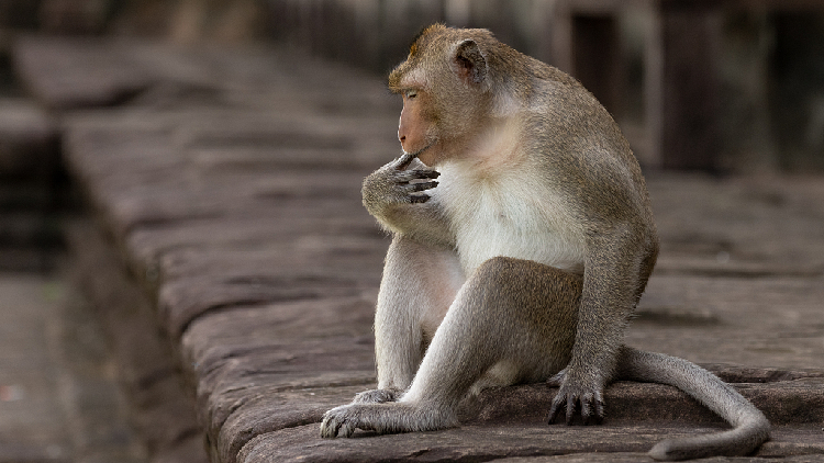 Hungry wild monkey plays dead when caught in Thai restaurant - CGTN