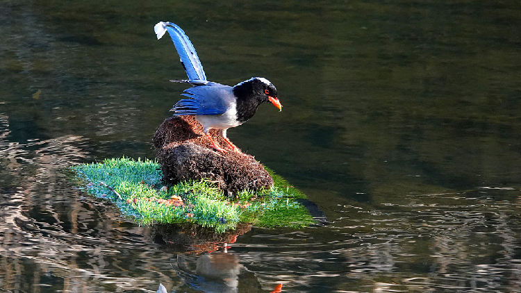 Red-billed blue magpies forage midwinter in Beijing - CGTN