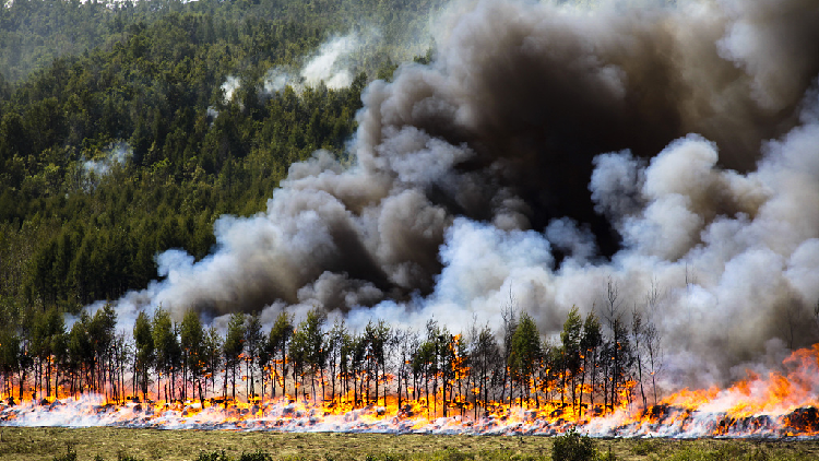 China 2020 wildfires reach five-year low, official - CGTN