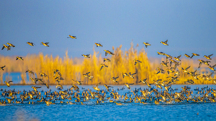 Millions of migratory birds gather in E China wetlands - CGTN