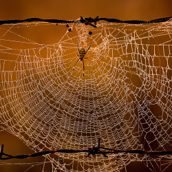 Five new spider species found in SW China's Yunnan Province - CGTN