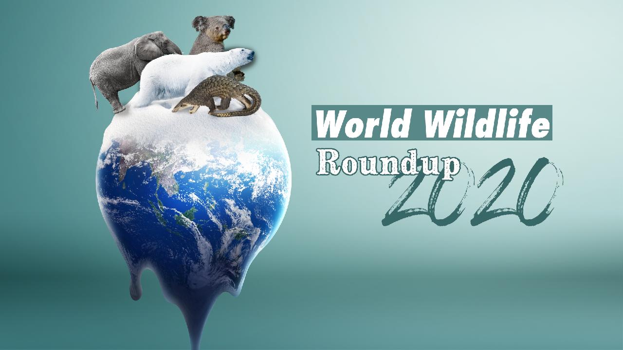 World Wildlife Roundup: What was 2020 like for animals? - CGTN