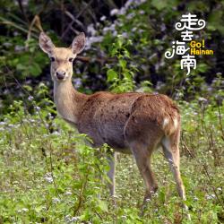 Hainan Eld's deer: One of the rarest deer species in China - CGTN