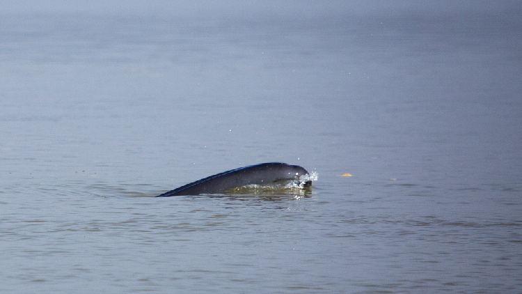 China races to save endangered species from extinction - CGTN