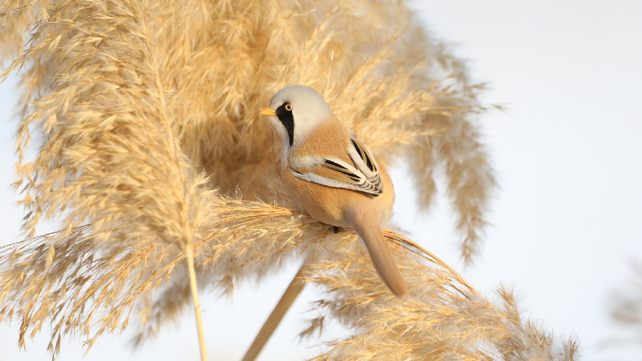Flock of chubby bearded reedlings find home in Xinjiang reedy bank - CGTN