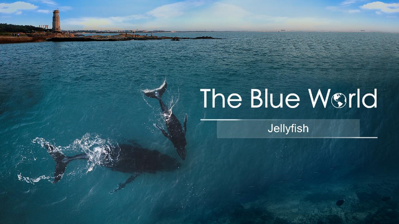 The Blue World: Brainless jellyfish - CGTN