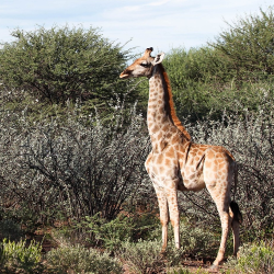 Scientists surprised to discover dwarf giraffes in Namibia and Uganda ...